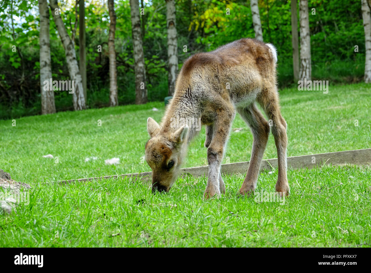 Kalb Rentier Stockfotos und -bilder Kaufen - Alamy