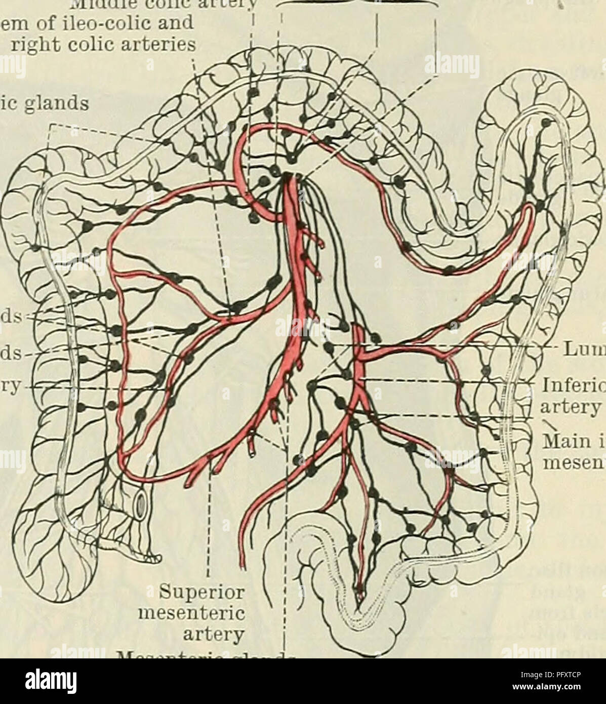Arteria mesenterica inferior -Fotos und -Bildmaterial in hoher ...