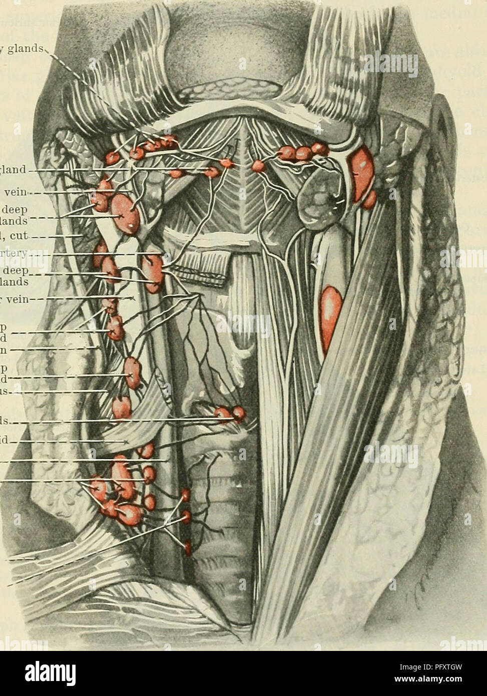 Lymphknoten Anatomie Hals