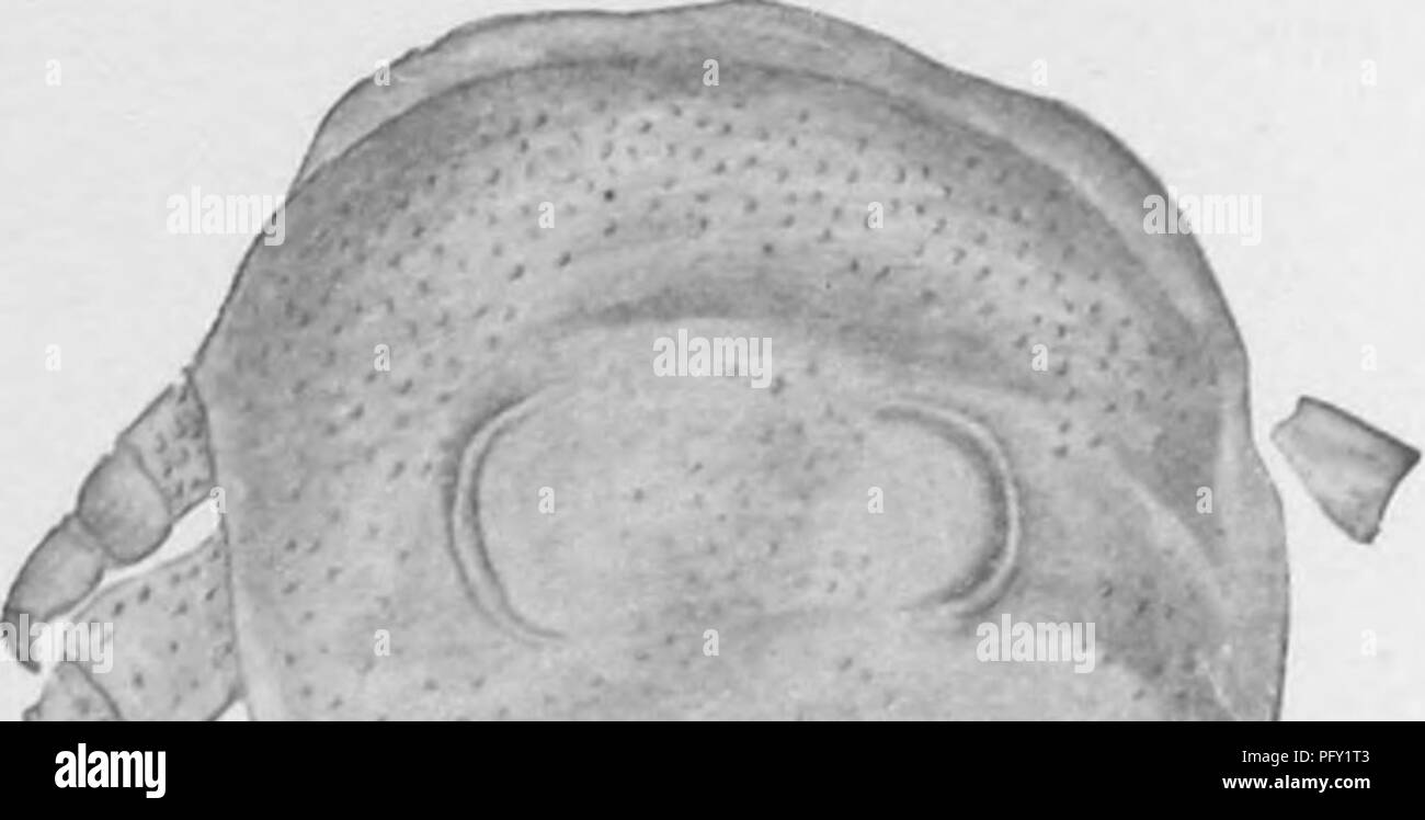 . Der eurypterida von New York. Eurypterida; Paläontologie. Der ...