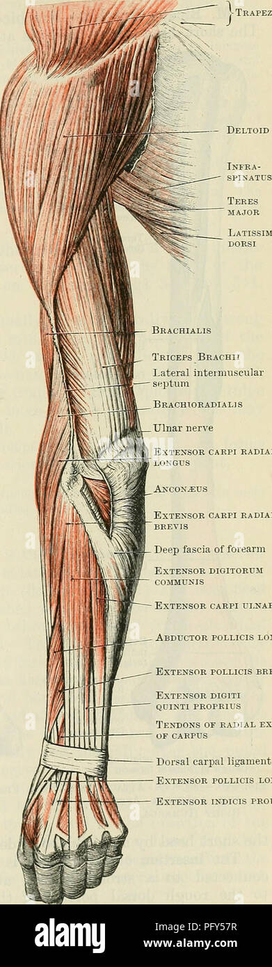 . Cunninghams Lehrbuch der Anatomie. Anatomie. Einfügen von pectoralis ...