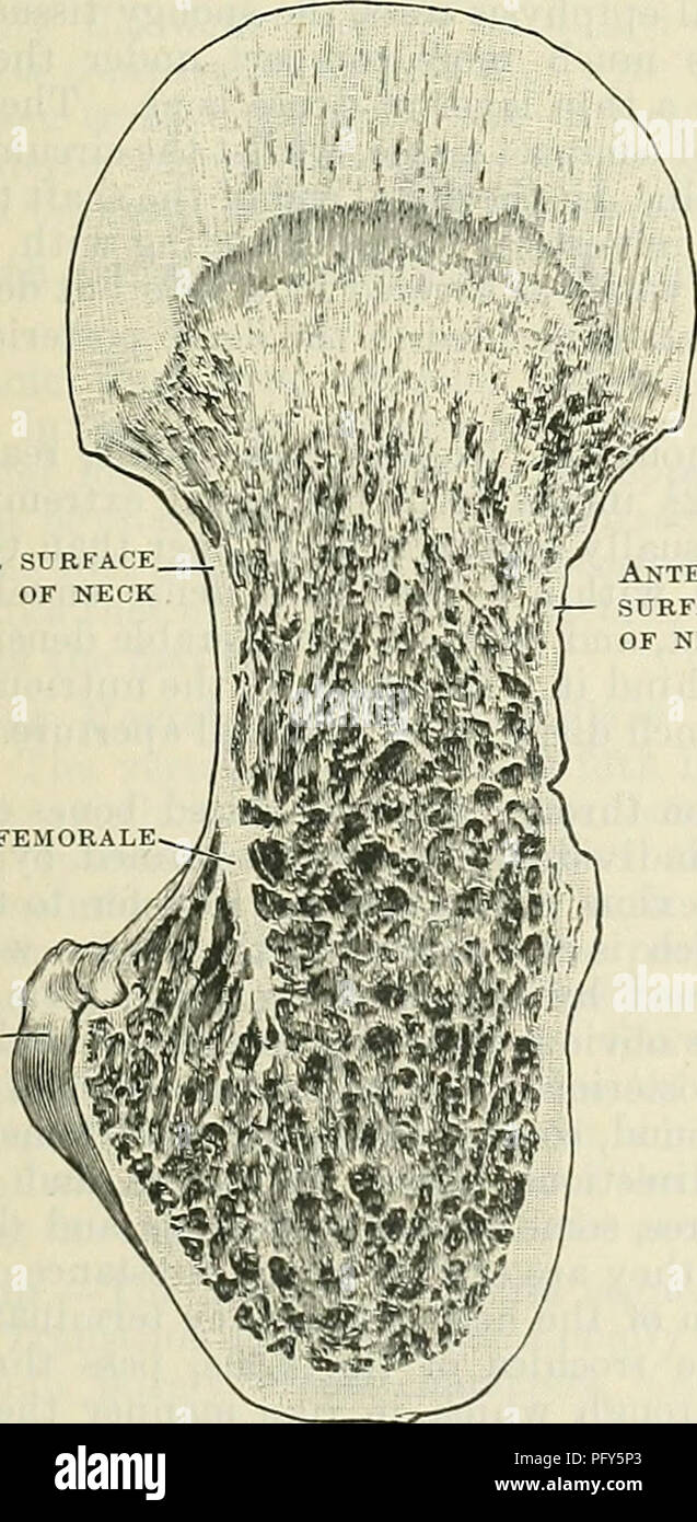 . Cunninghams Lehrbuch der Anatomie. Anatomie. Trochanteric Fossa ...