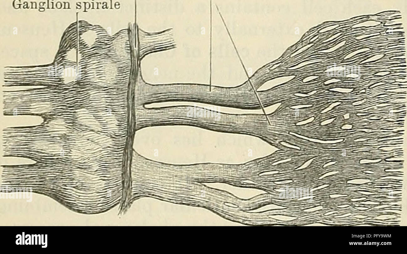 . Cunninghams Lehrbuch der Anatomie. Anatomie. Ligamentum spirale ...