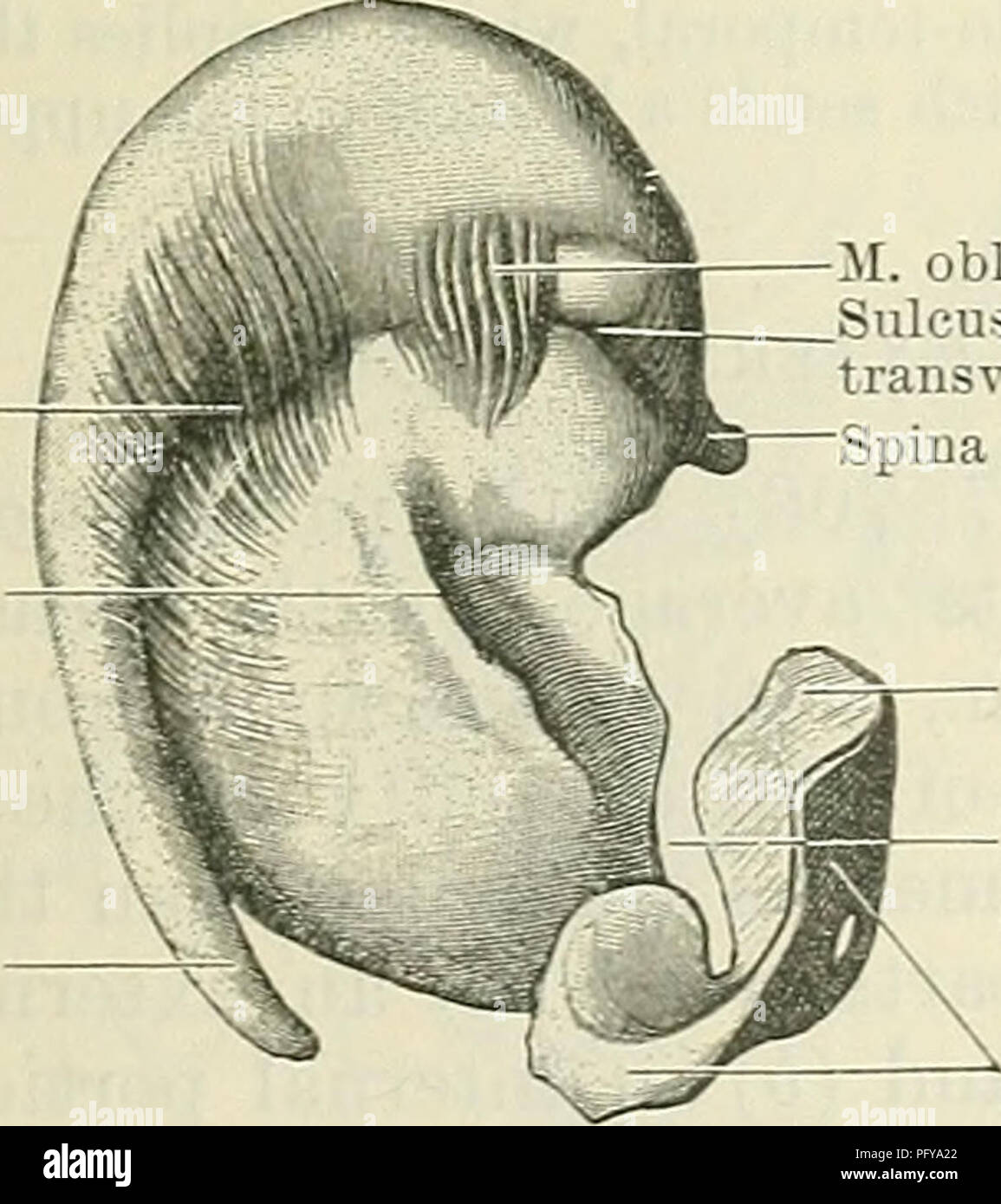 . Cunninghams Lehrbuch der Anatomie. Anatomie. Incisura terminalis ...