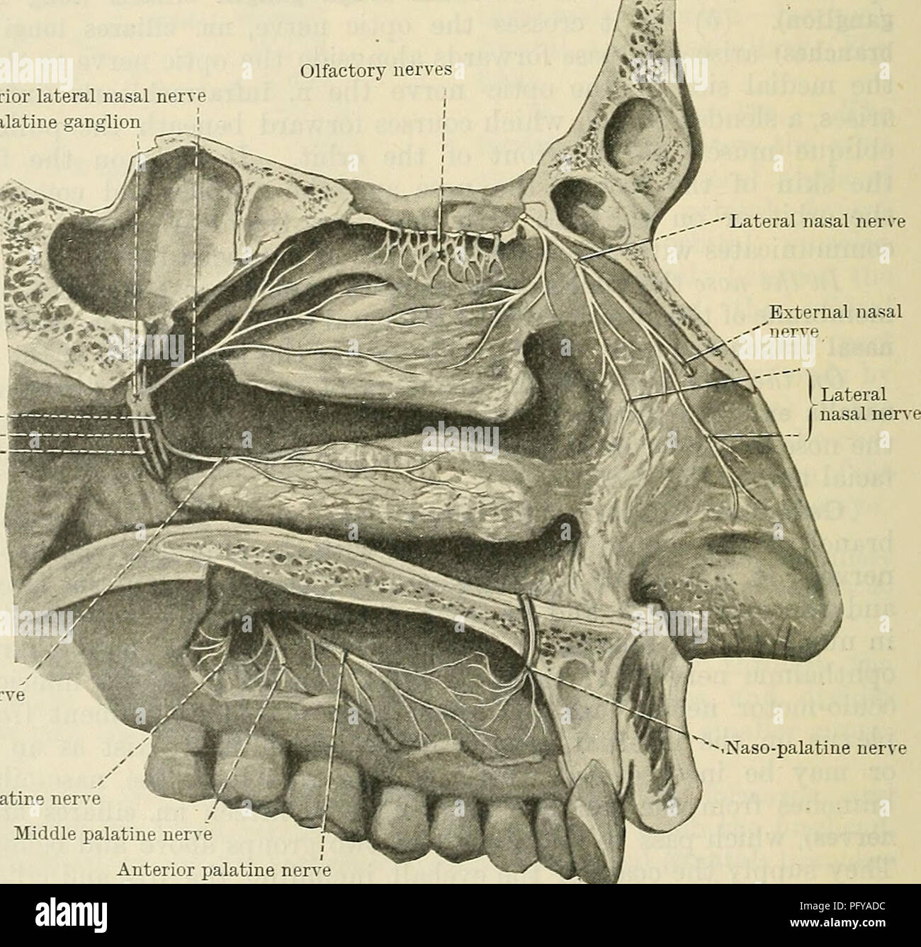 . Cunninghams Lehrbuch der Anatomie. Anatomie. ^S}-'Â Â Â Â Â Â ...