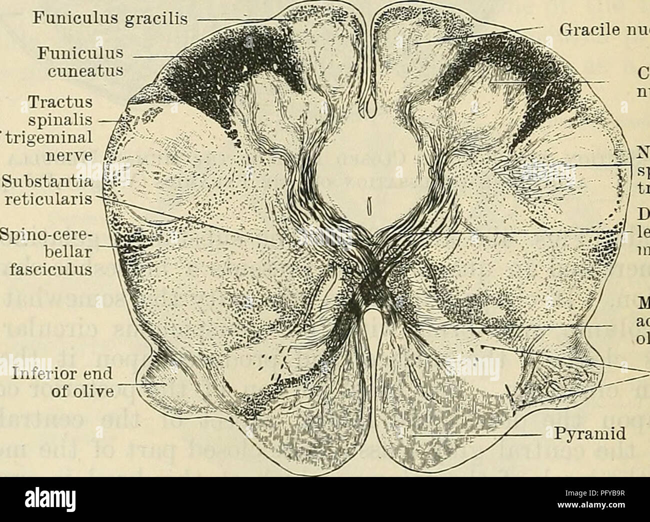 Fasciculus cuneatus -Fotos und -Bildmaterial in hoher Auflösung – Alamy