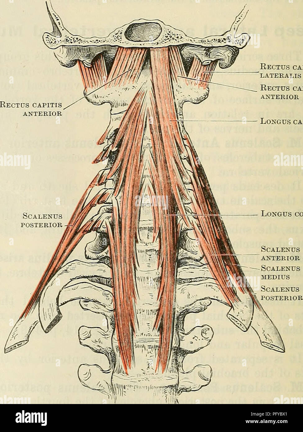 . Cunninghams Lehrbuch der Anatomie. Anatomie. Serratus anterior ...