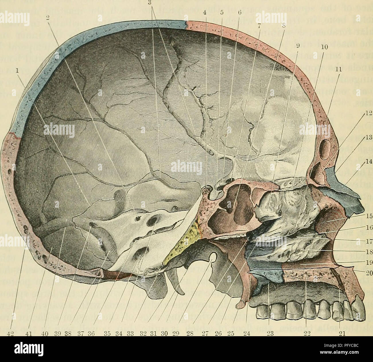. Cunninghams Lehrbuch der Anatomie. Anatomie. 1 S 4 OSTEOLOGIE. Das ...