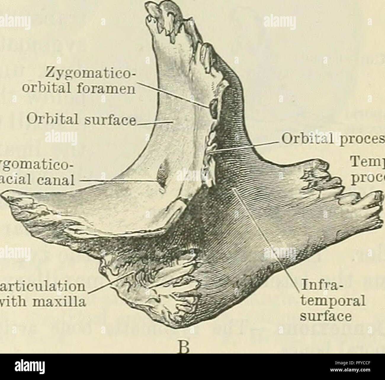 . Cunninghams Lehrbuch der Anatomie. Anatomie. Masseteric Grenze ...