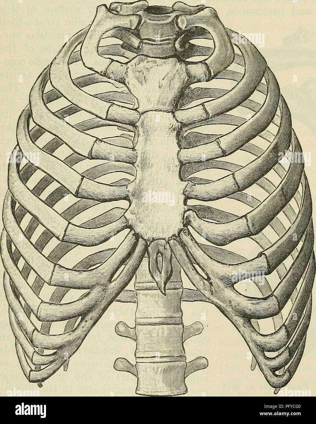 . Cunninghams Lehrbuch der Anatomie. Anatomie. 112 OSTEOLOGIE aber ...