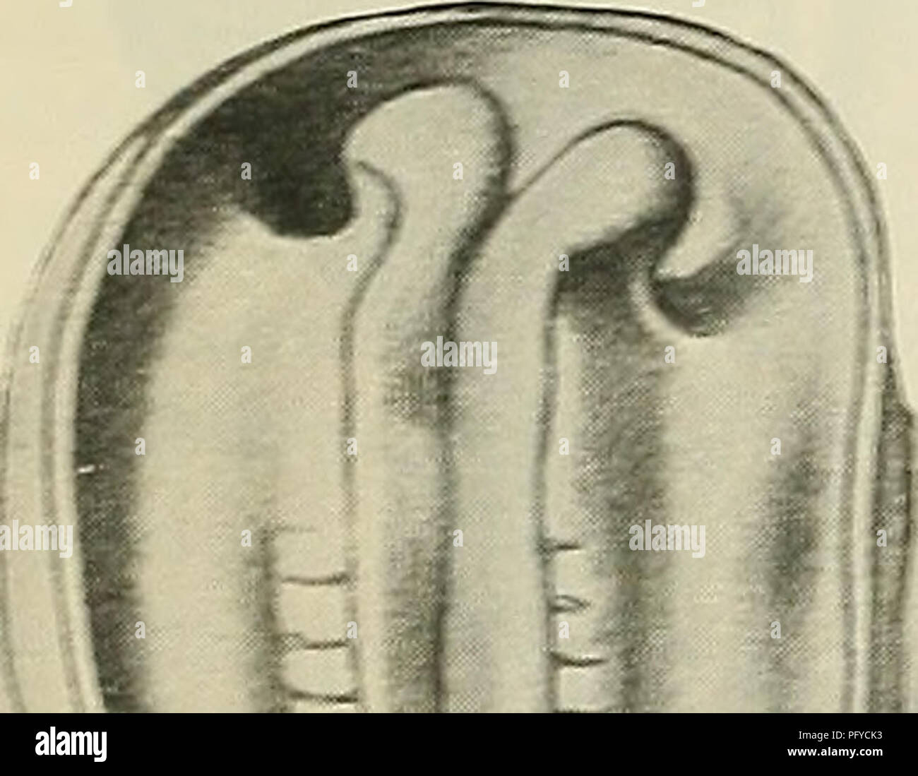 . Cunninghams Lehrbuch der Anatomie. Anatomie. - Menschliche EMBEYOIX U ...