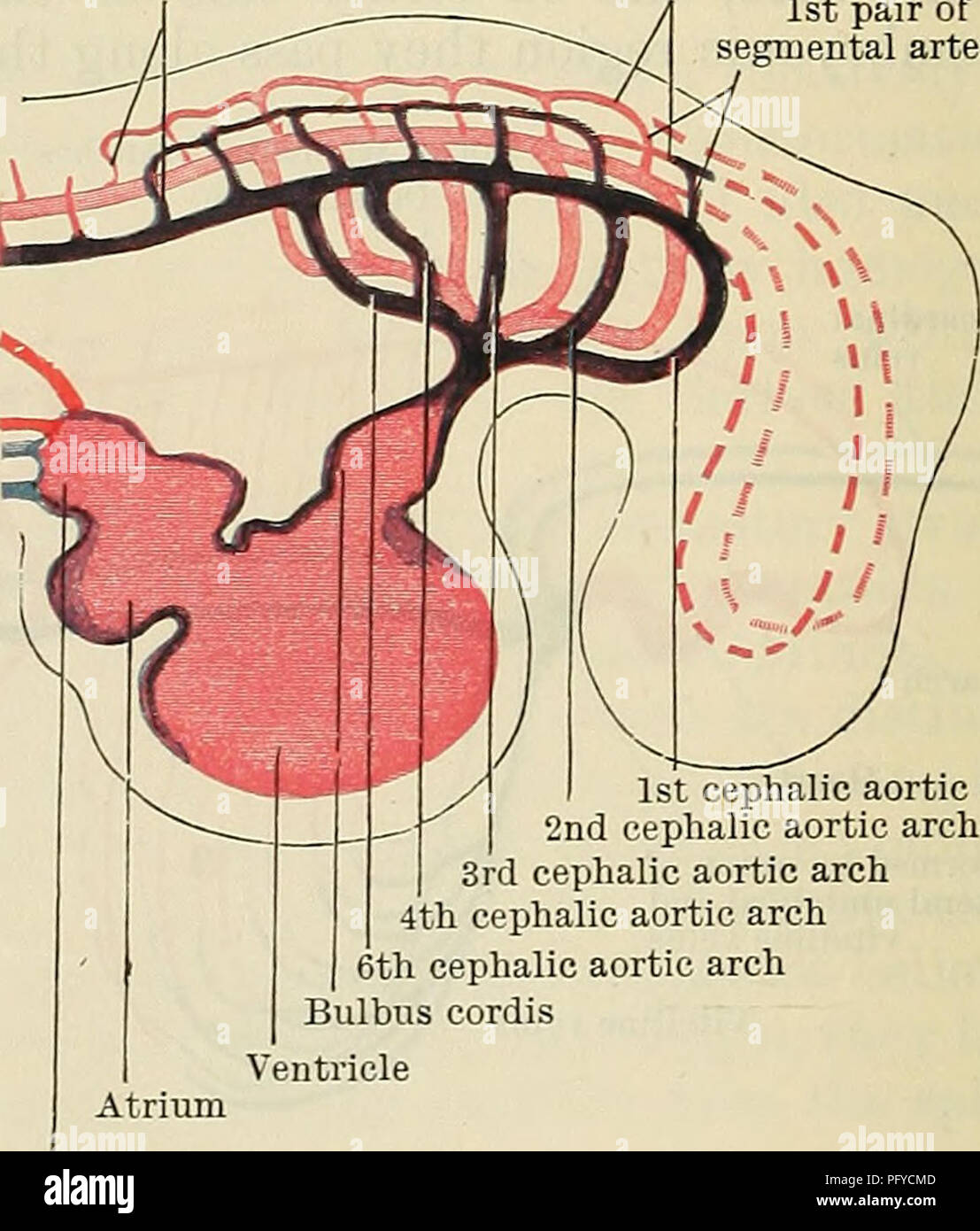 . Cunninghams Lehrbuch der Anatomie. Anatomie. Anterior cardinal Venen ...