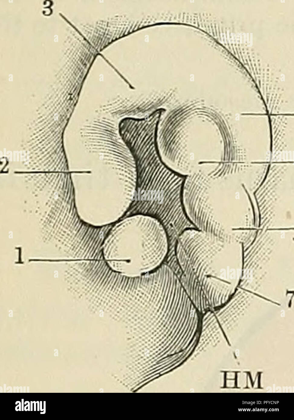 . Cunninghams Lehrbuch der Anatomie. Anatomie. in der Form von drei ...