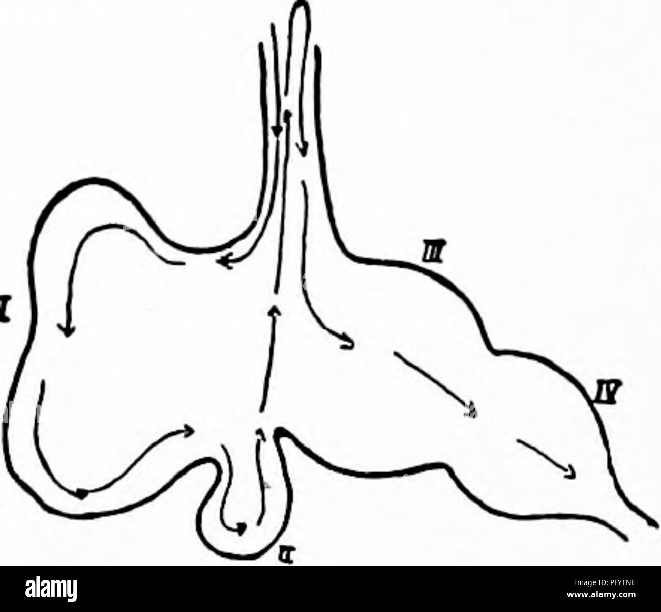 Ruminant Stomach Stockfotos und -bilder Kaufen - Alamy