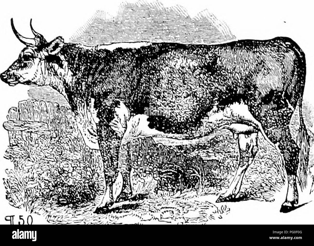 . Geschichte der Hereford Rind: Bewährte abschließend das älteste der ...