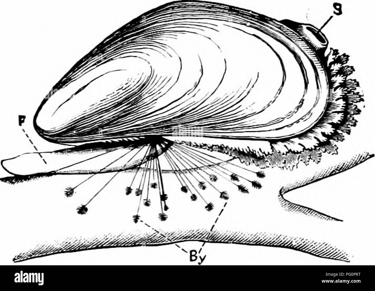 Clam siphons -Fotos und -Bildmaterial in hoher Auflösung – Alamy
