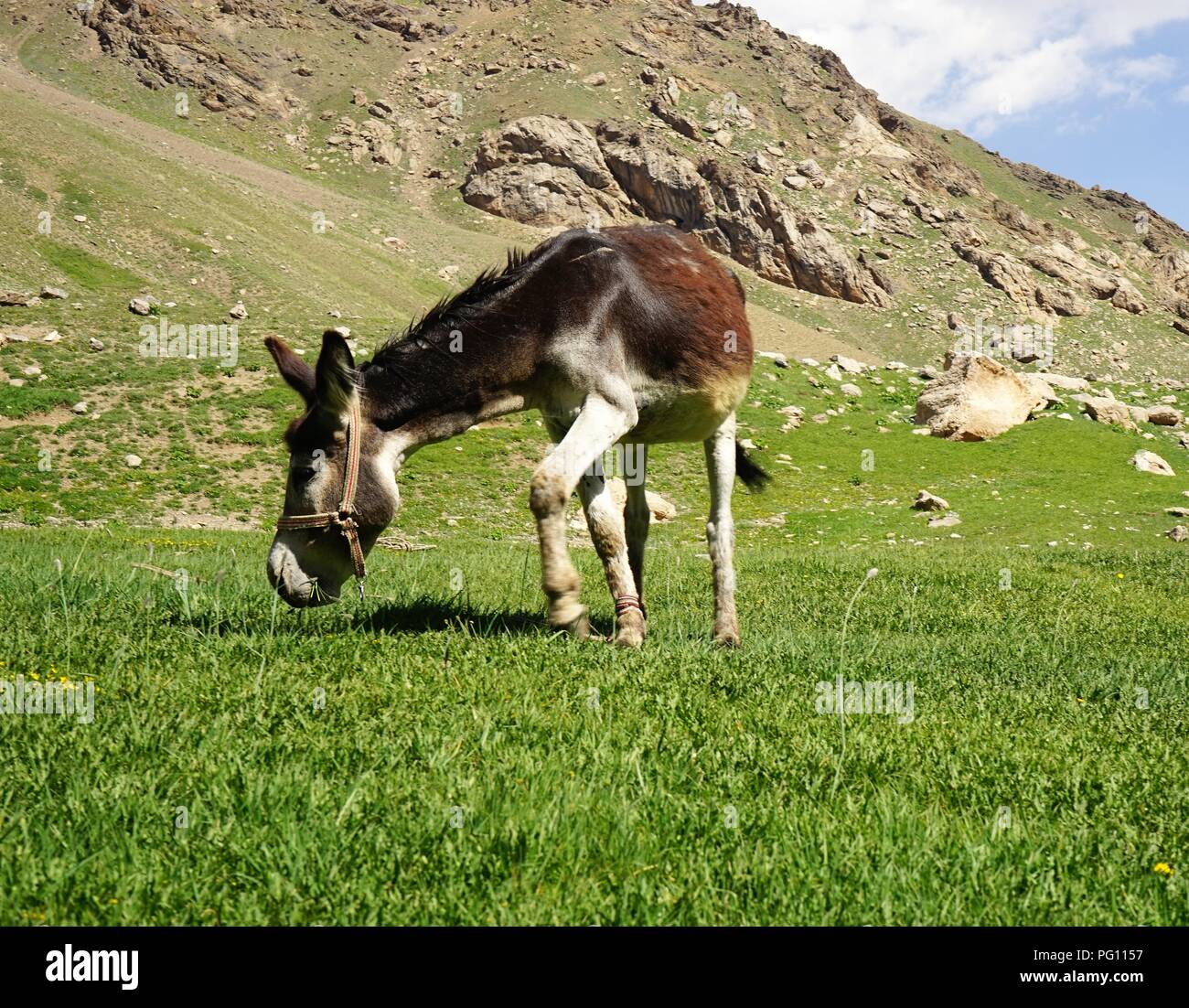 Tajikistan esel -Fotos und -Bildmaterial in hoher Auflösung – Alamy