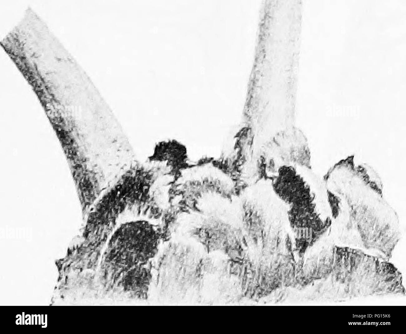 . Fossile Pflanzen: für Studenten der Botanik und Geologie ...