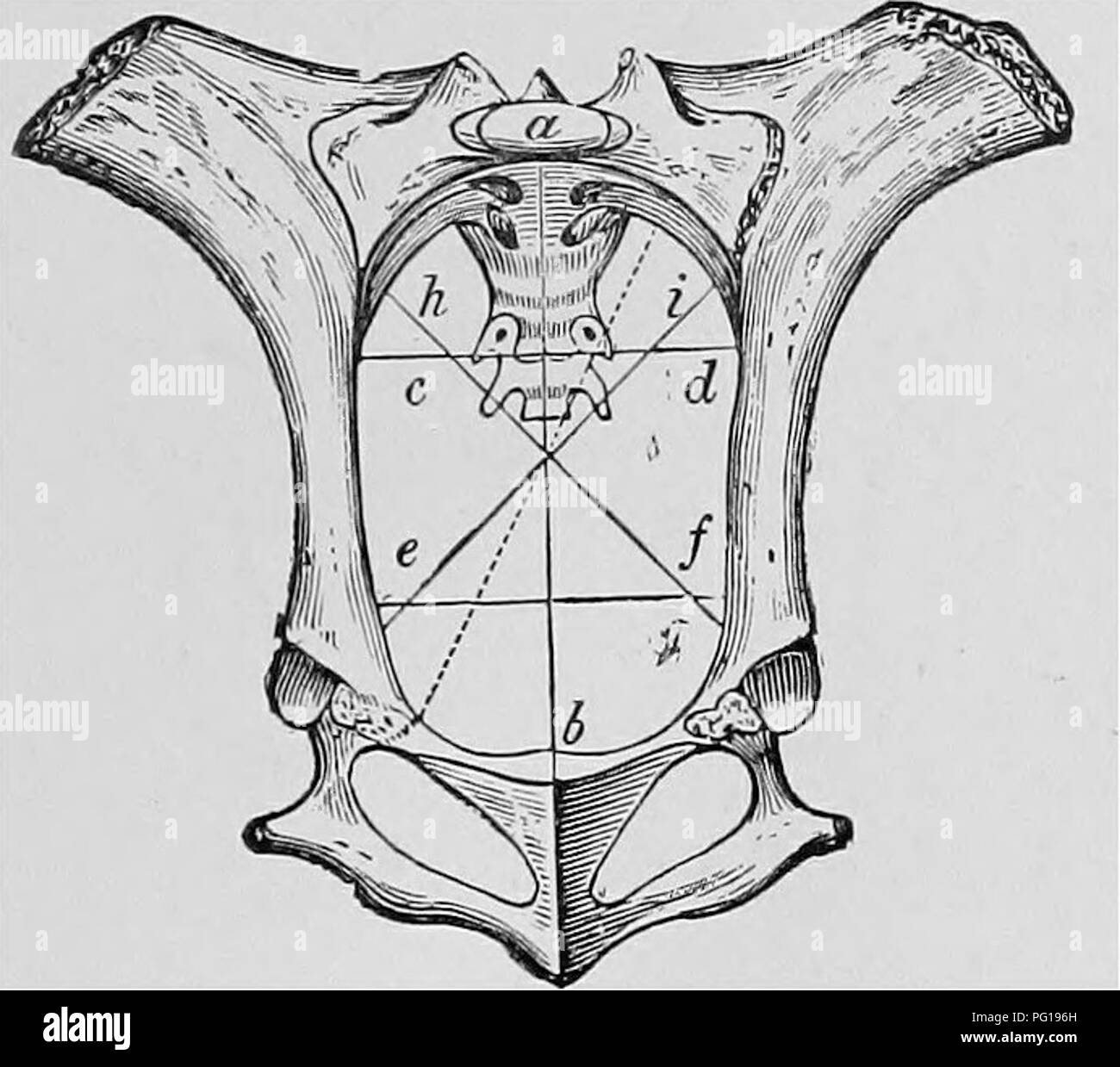 Schweine Anatomie Schwarzweiß-Stockfotos und -bilder - Alamy