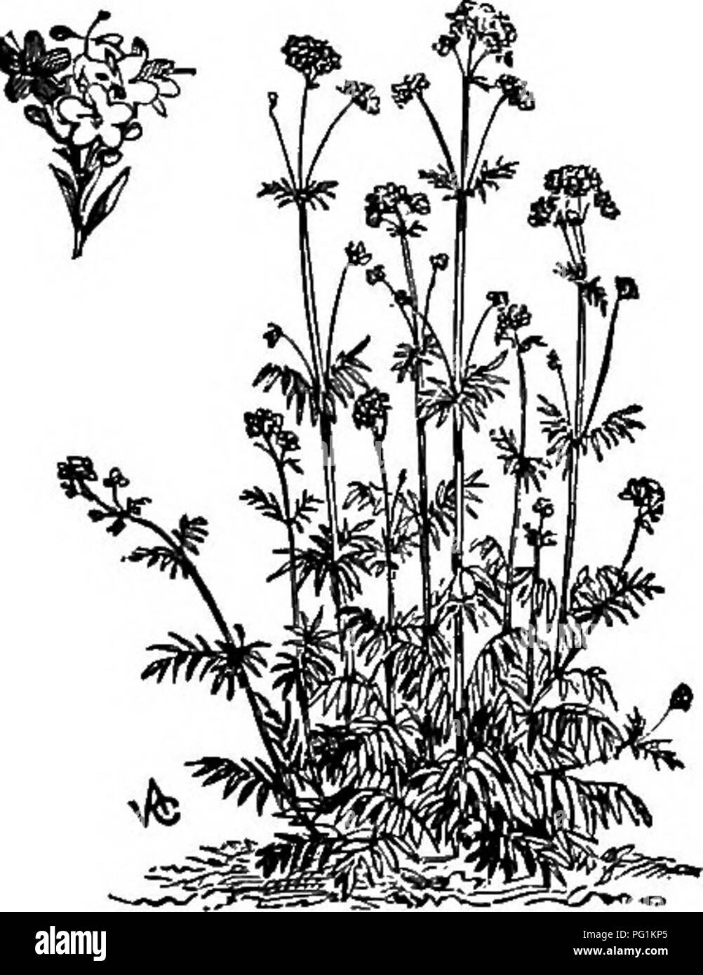 Lorenzo l langstroth -Fotos und -Bildmaterial in hoher Auflösung – Alamy