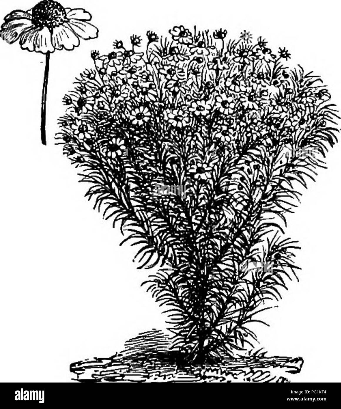 Lorenzo langstroth -Fotos und -Bildmaterial in hoher Auflösung – Alamy