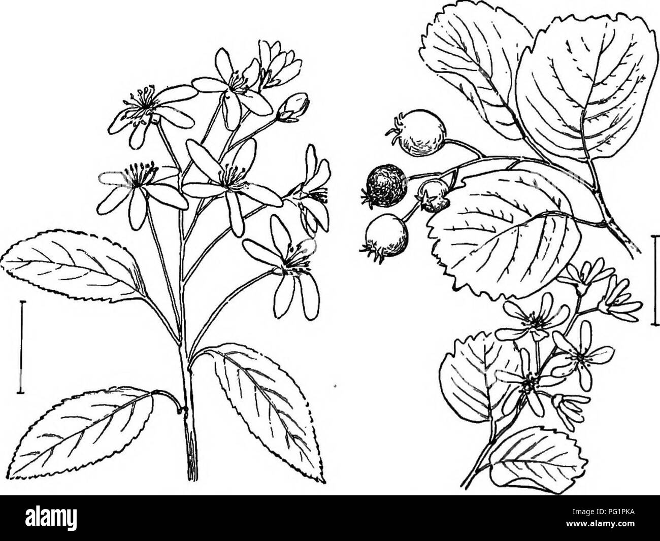 . Ziersträucher der Vereinigten Staaten (Hardy, kultiviert). Sträucher ...