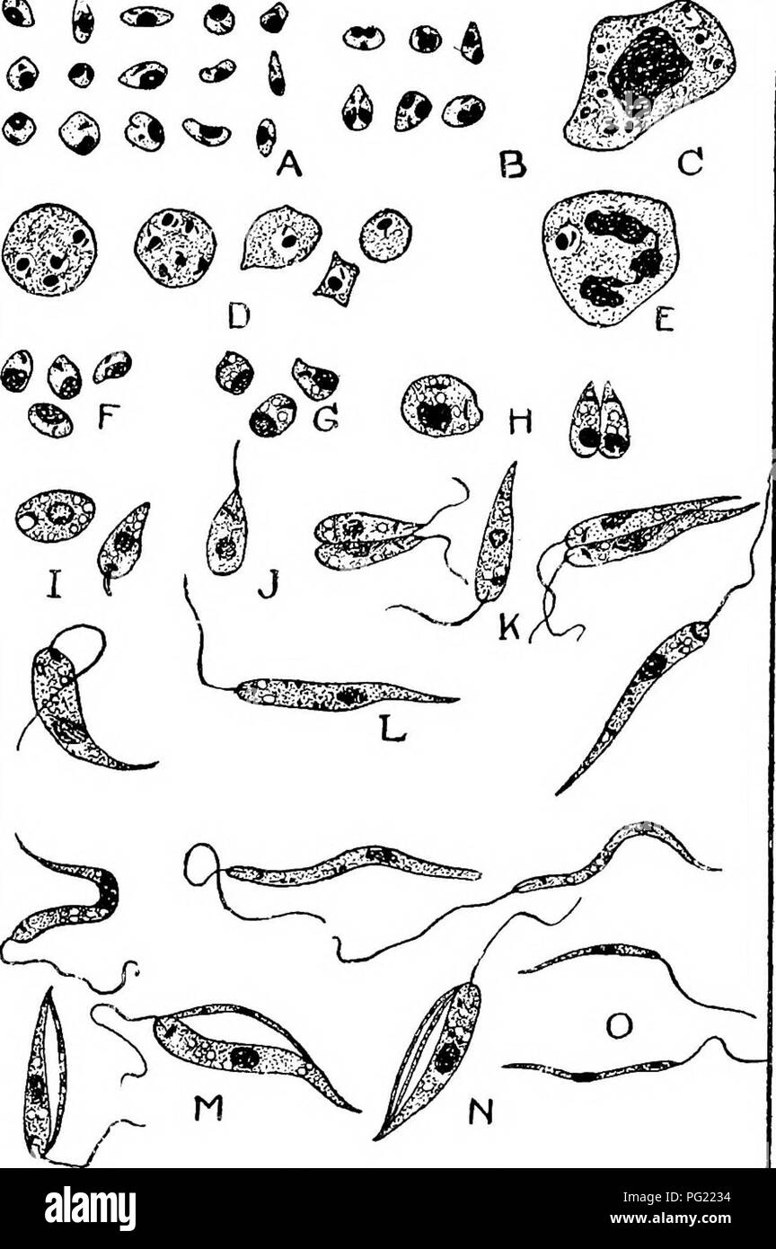 . Tierische Schädlinge und Krankheiten. Medizinische Parasitologie ...