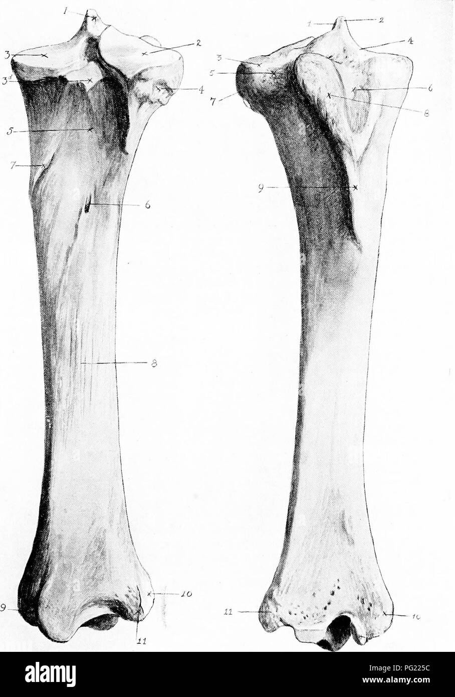 Eine anatomische Illustration aus „The Surgical Anatomy of the Horse ...