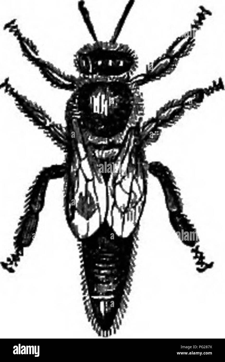 Lorenzo langstroth -Fotos und -Bildmaterial in hoher Auflösung – Alamy