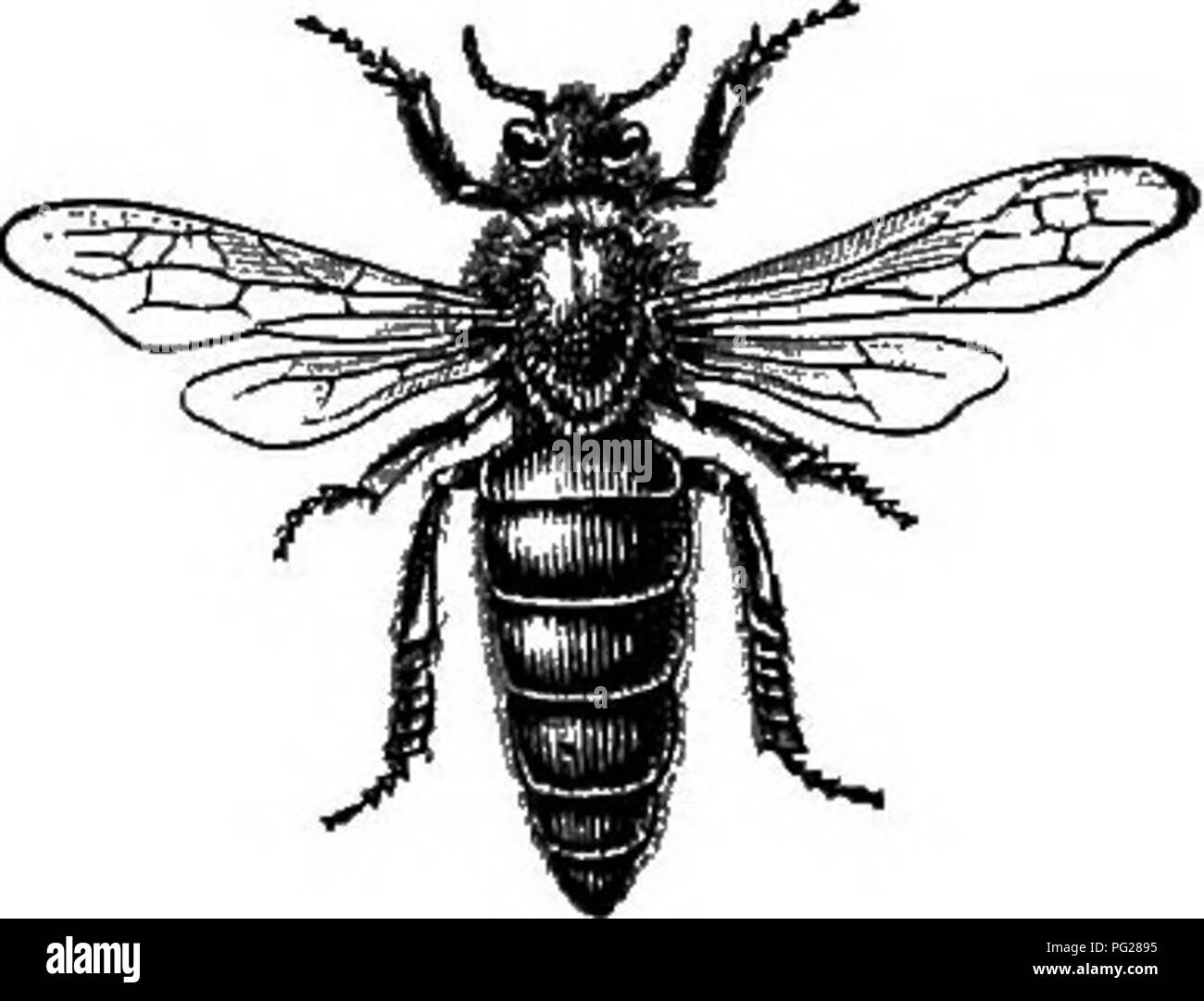 Lorenzo l langstroth -Fotos und -Bildmaterial in hoher Auflösung – Alamy