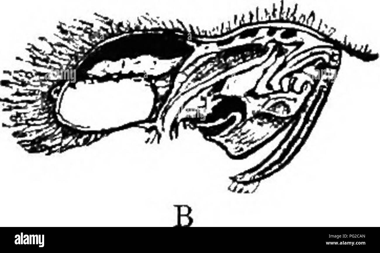 Biene zunge Schwarzweiß-Stockfotos und -bilder - Alamy