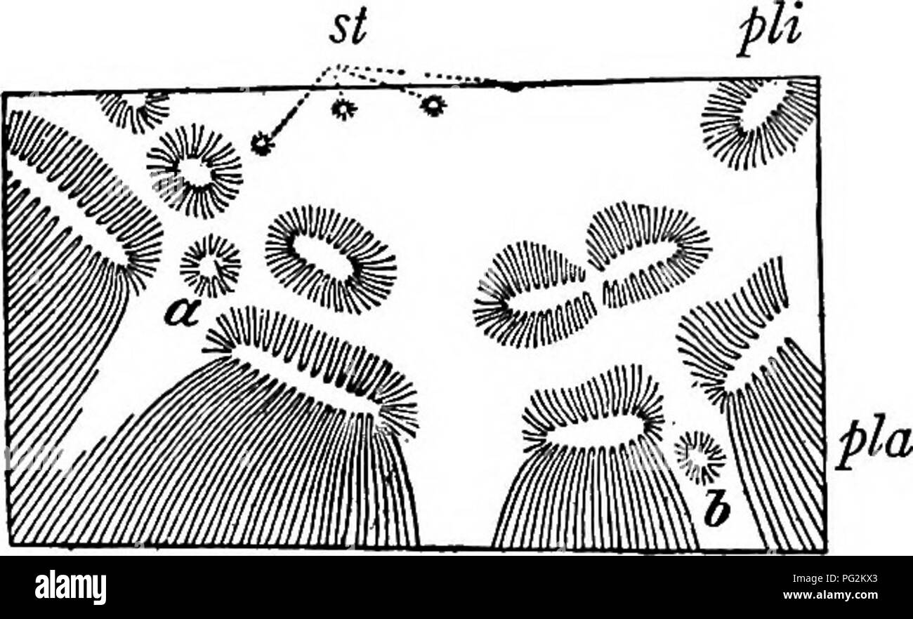 . Morphologie der gymnosperms. Gymnosperms; Pflanze Morphologie ...
