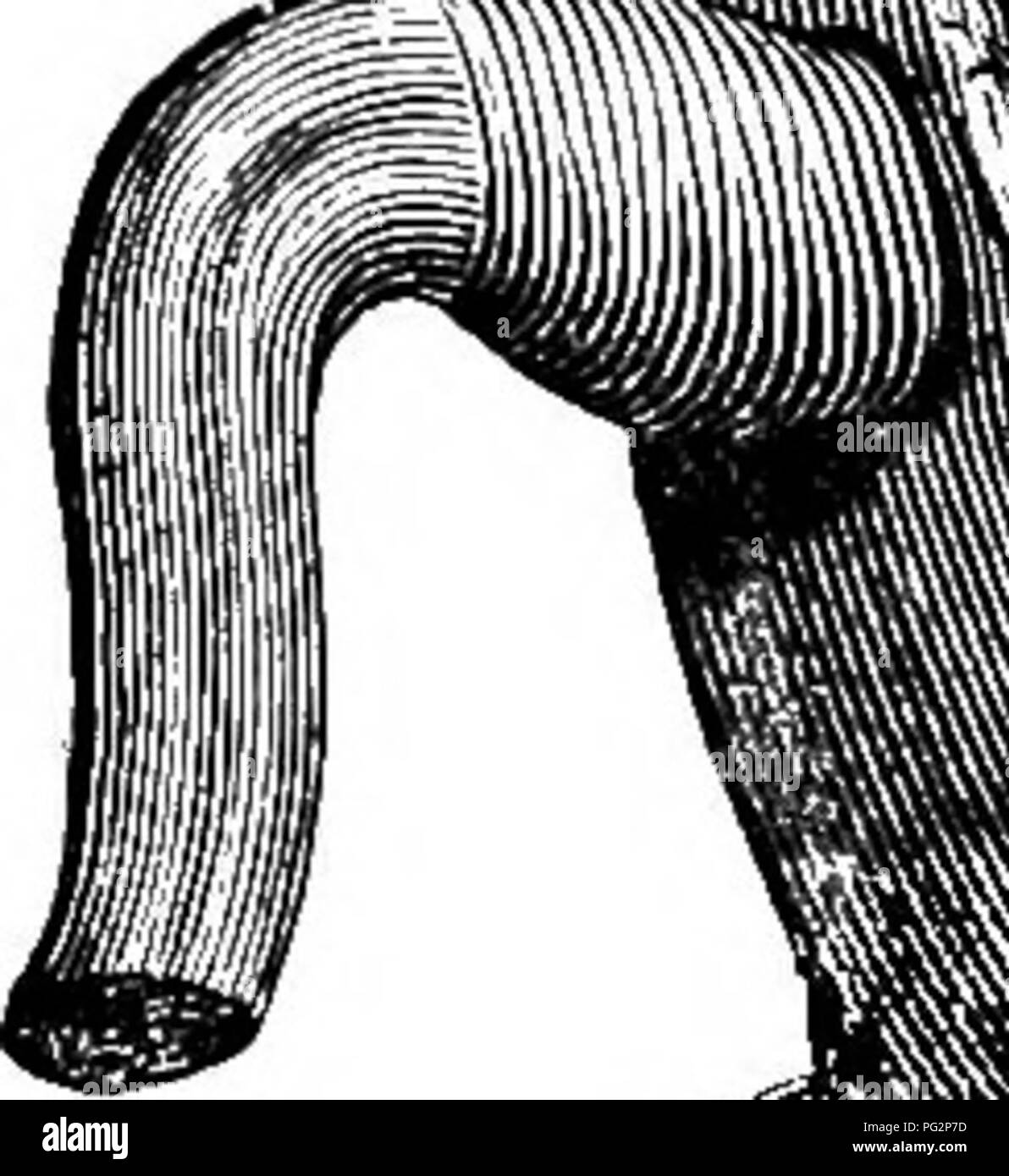 Hoden entfernung -Fotos und -Bildmaterial in hoher Auflösung – Alamy