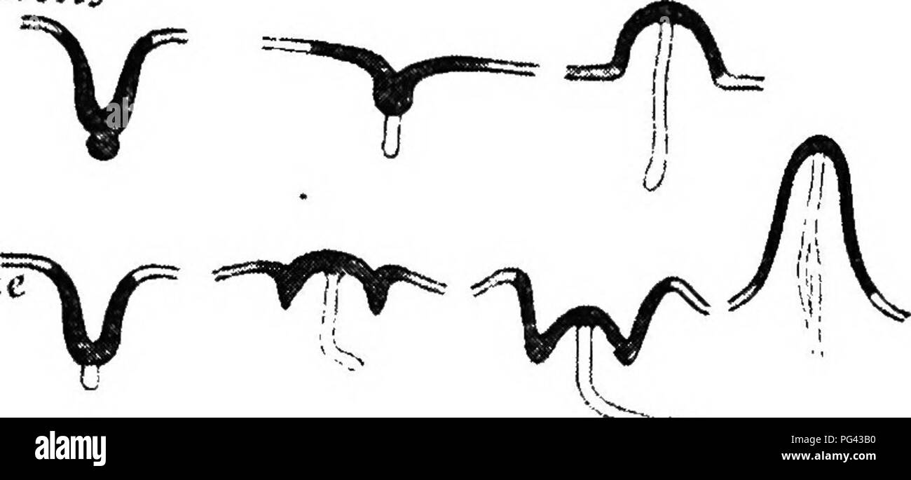 Ontogenese Auch Ontogenese Oder Morphogenese Schwarzweiß-Stockfotos und ...