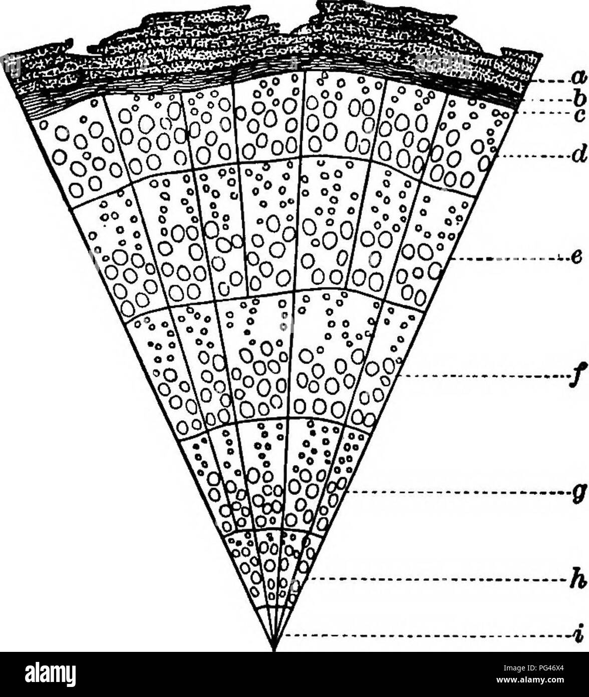 Tree cross section diagram -Fotos und -Bildmaterial in hoher Auflösung ...