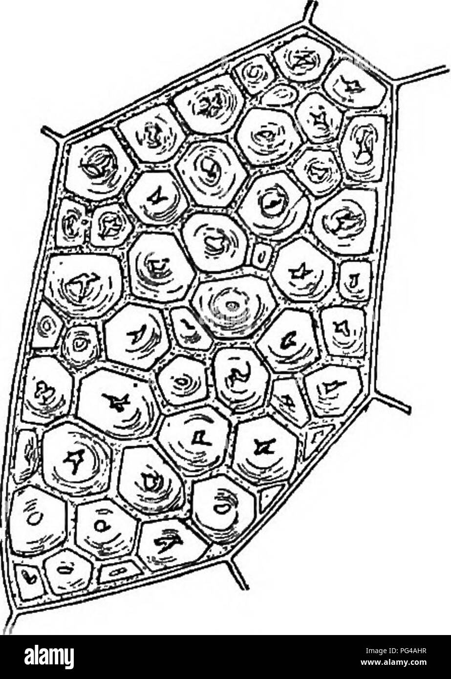 . Elemente der Botanik. Botanik; Botanik. 22 Elemente OP BOTANIK. Test ...