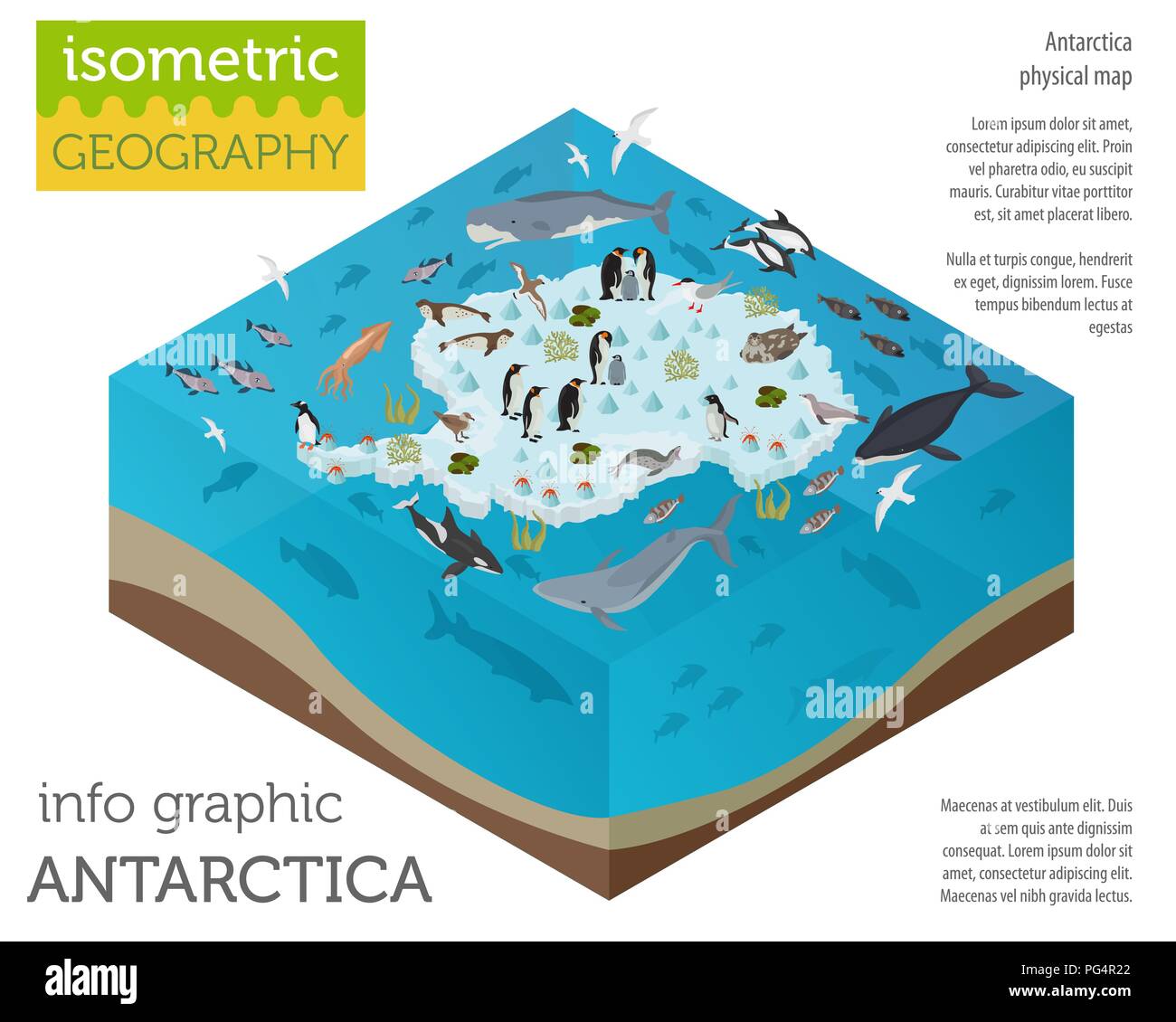 Isometrische 3d-Antarktis Flora und Fauna Karte Elemente. Tiere, Vögel ...