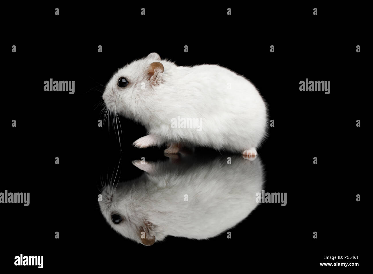 Schwarz weiß hamster -Fotos und -Bildmaterial in hoher Auflösung – Alamy