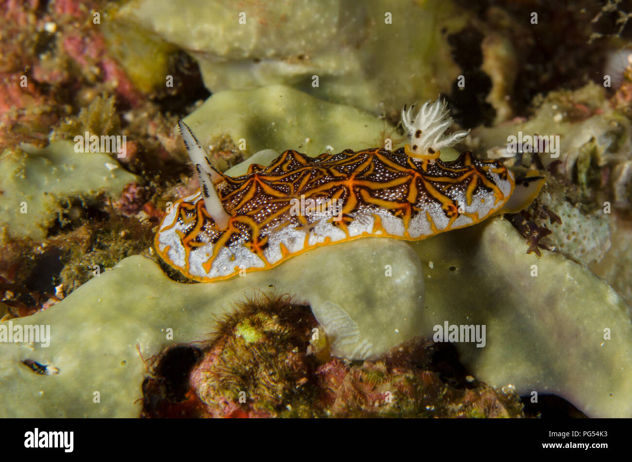 Halgerda tessellata -Fotos und -Bildmaterial in hoher Auflösung – Alamy