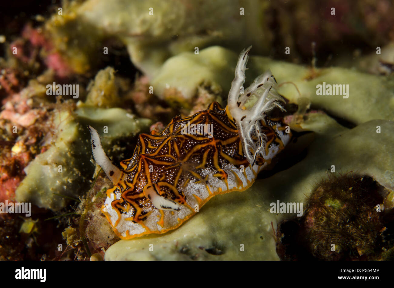Halgerda tessellata -Fotos und -Bildmaterial in hoher Auflösung – Alamy