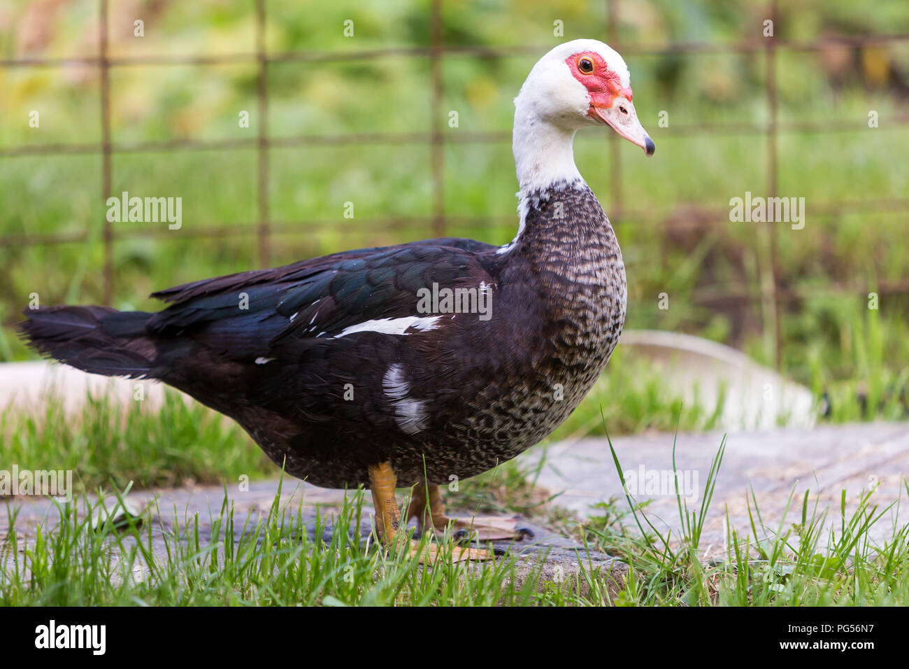 Grey Muscovy Duck Stockfotos und -bilder Kaufen - Alamy