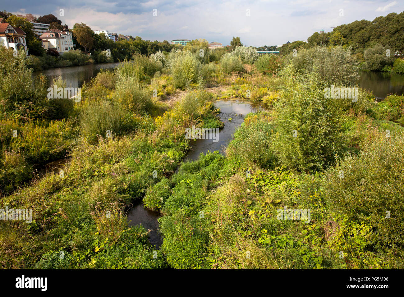 Vegetation am nördlichen Ende der Insel die Ruhr in Mülheim an der Ruhr ...