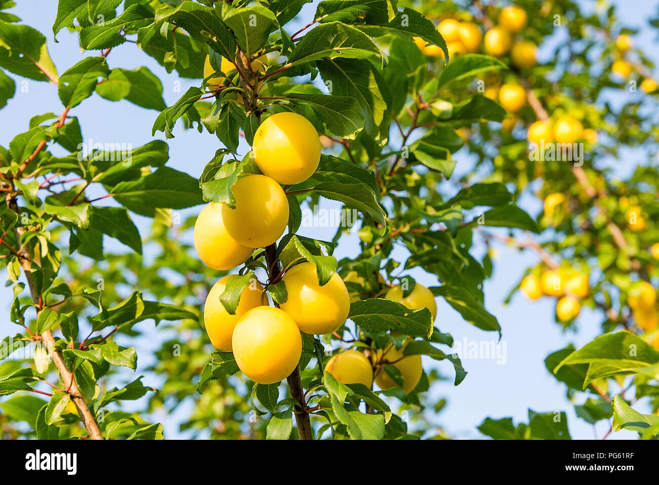 Blätter mirabelle -Fotos und -Bildmaterial in hoher Auflösung – Alamy