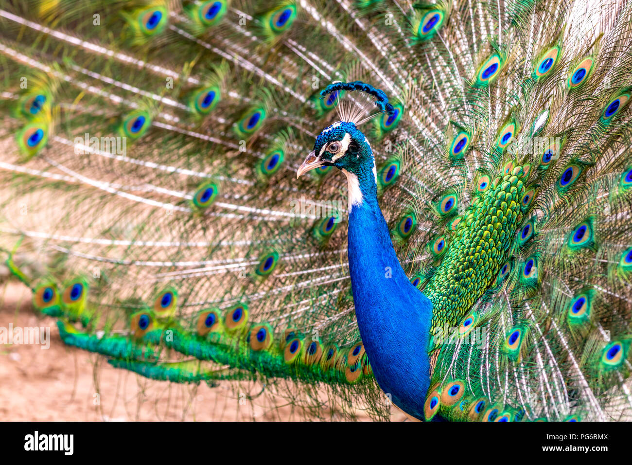 Wilder Pfau Stockfotos und -bilder Kaufen - Alamy