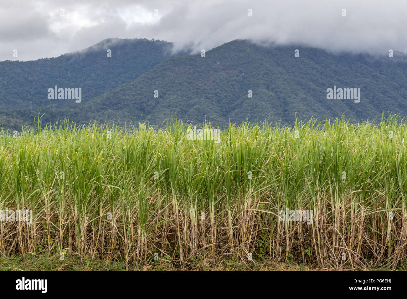 Anbau von zuckerrohr -Fotos und -Bildmaterial in hoher Auflösung – Alamy