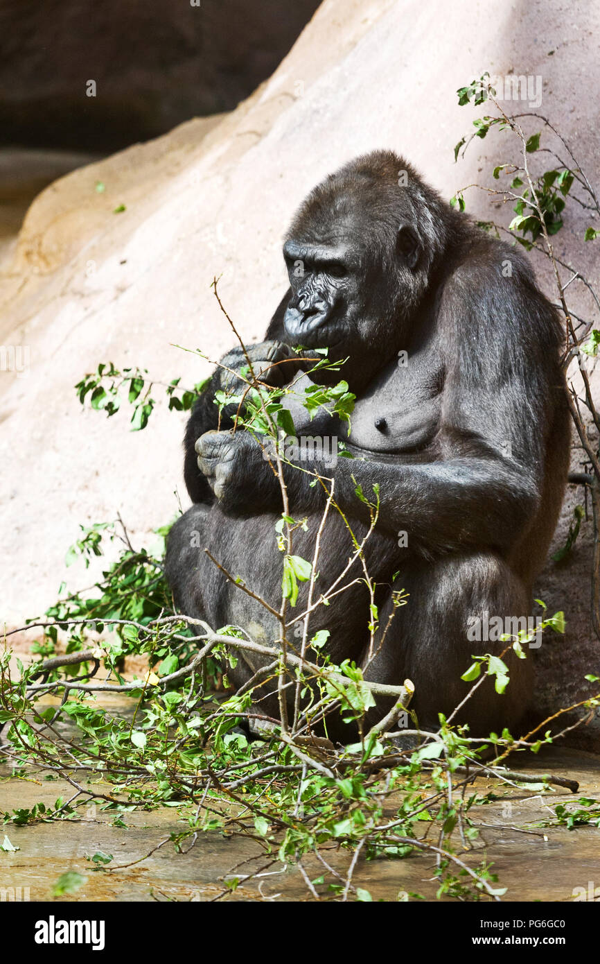 Gorillazoologischer garten -Fotos und -Bildmaterial in hoher Auflösung ...