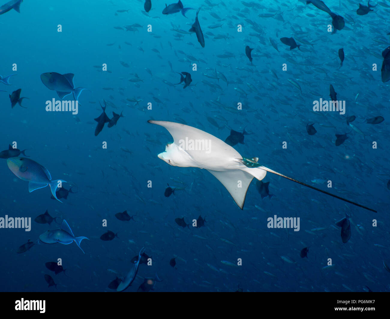 Gefleckter adlerrochen aetobatus narinari -Fotos und -Bildmaterial in ...