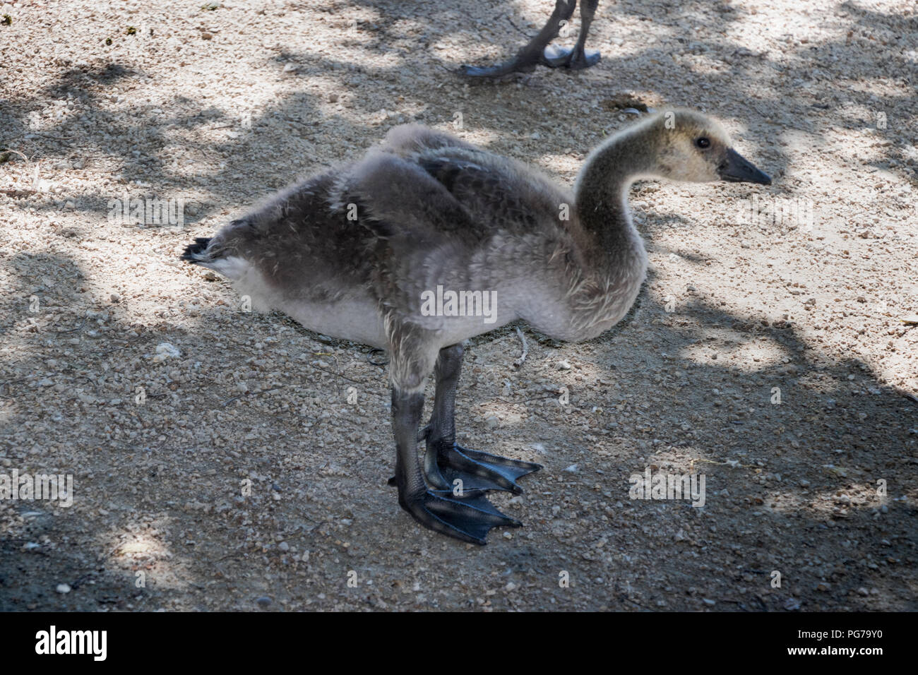 Junge baby gans -Fotos und -Bildmaterial in hoher Auflösung – Alamy