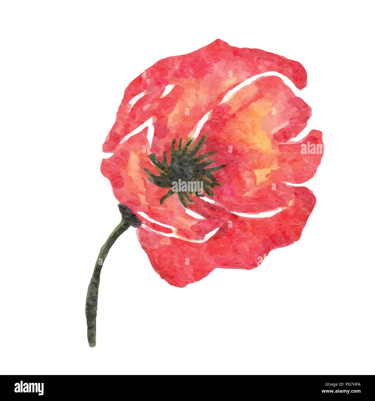 Mohnblumen aquarell Stock-Vektorgrafiken kaufen - Alamy