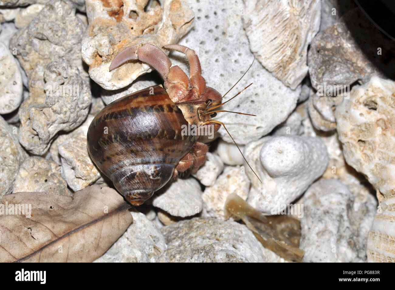 Coenobita rugosus -Fotos und -Bildmaterial in hoher Auflösung – Alamy